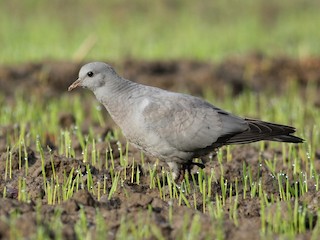 Stock Dove - eBird