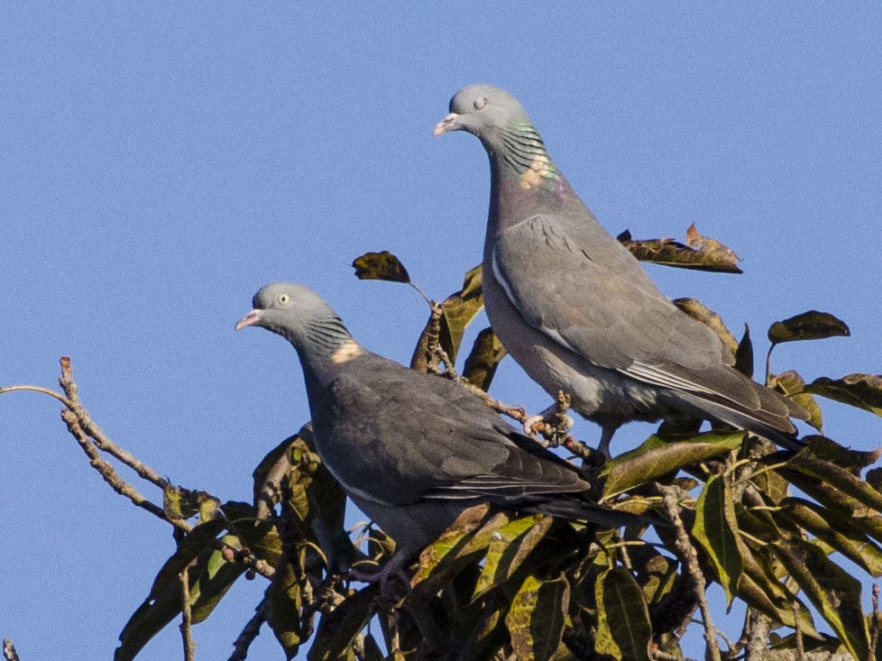 Common Wood-Pigeon - eBird
