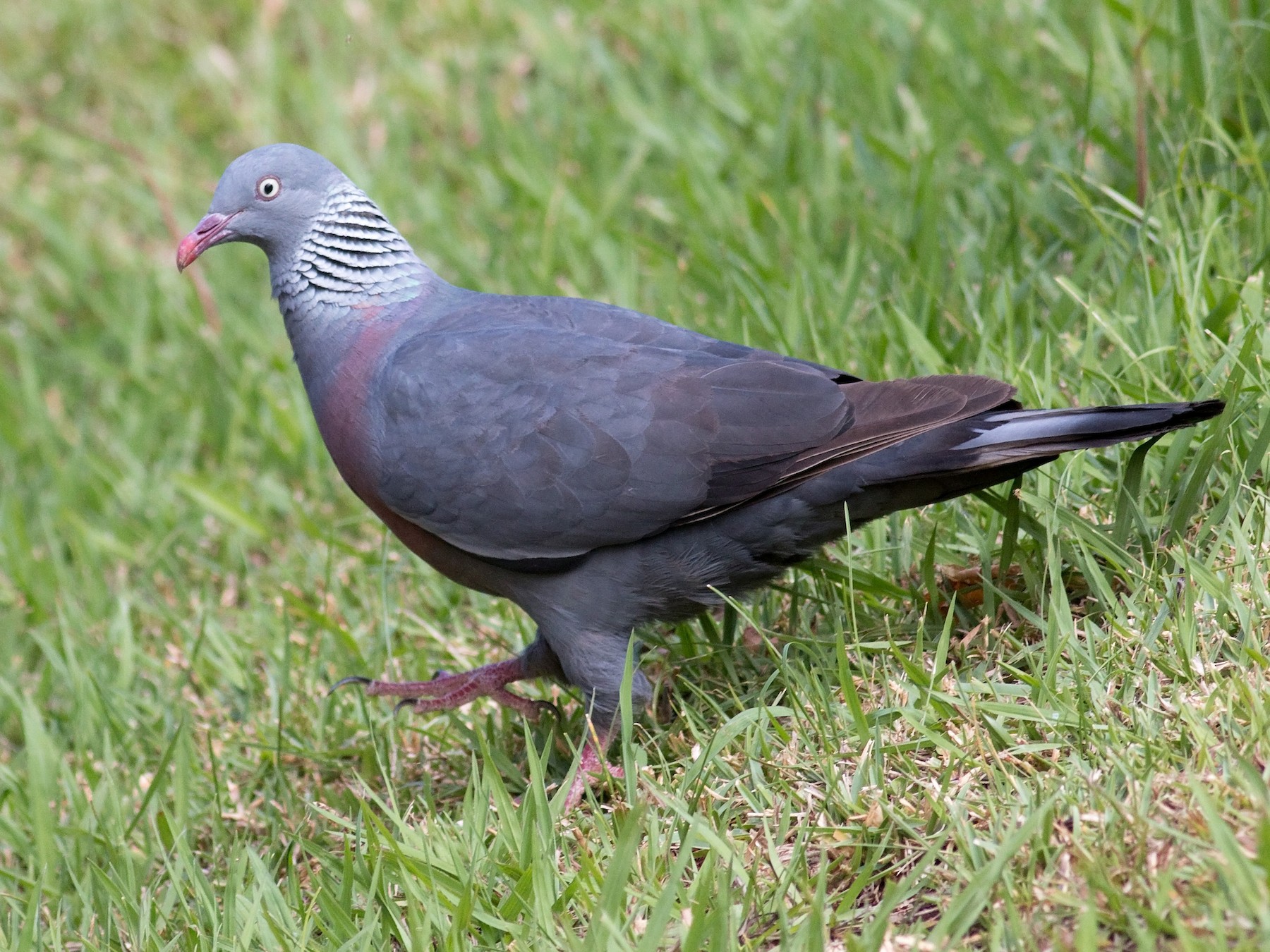 Trocaz Pigeon - eBird