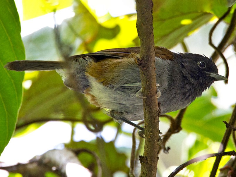 Rwenzori Hill Babbler - eBird