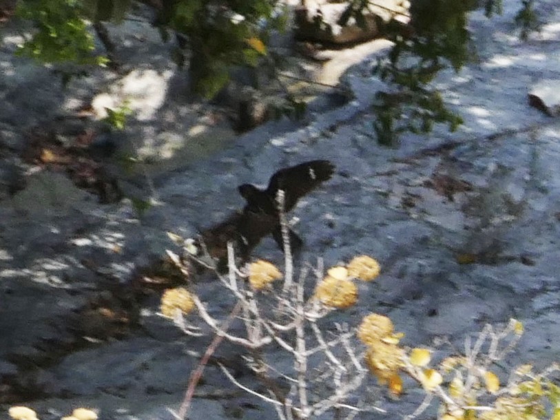 Montane Nightjar (Rwenzori) - eBird