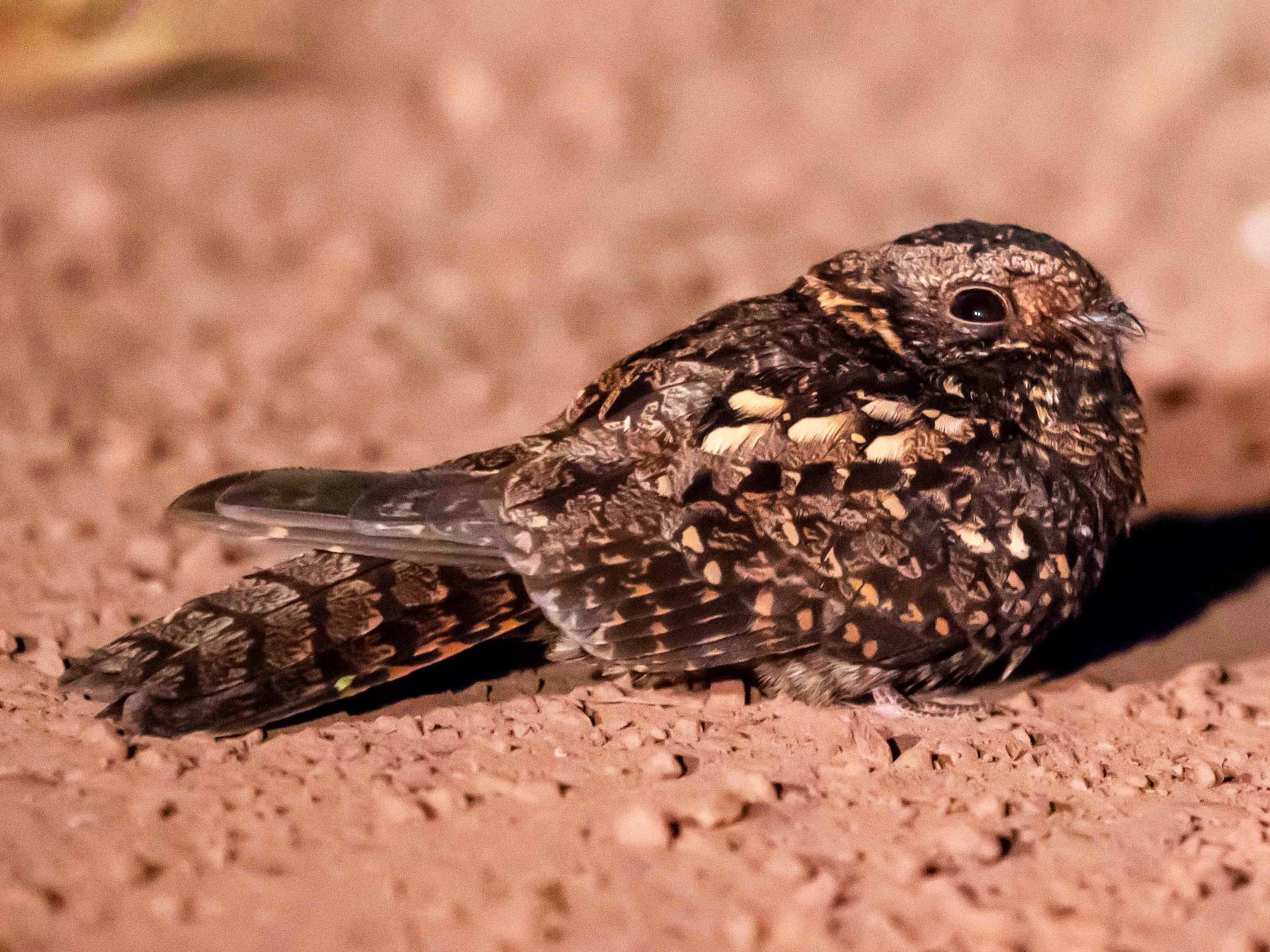 Montane Nightjar - eBird