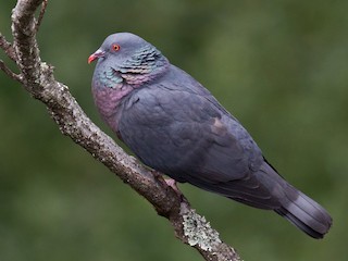 Bolle's Pigeon - eBird