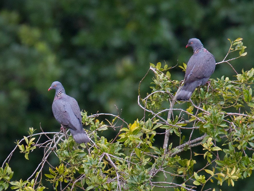 Bolle's Pigeon - eBird