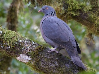 Bolle's Pigeon - eBird