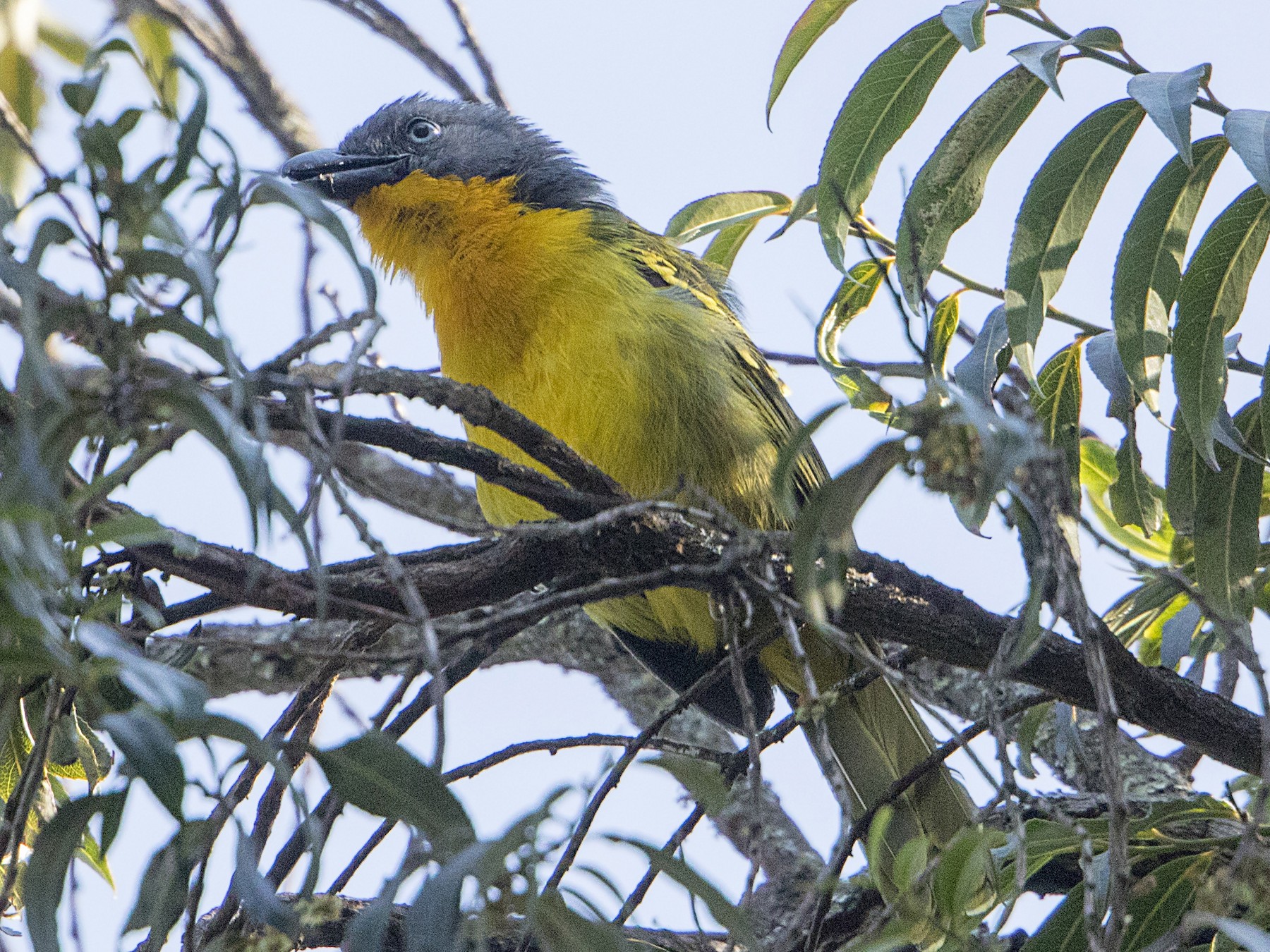 Lagden's Bushshrike - eBird