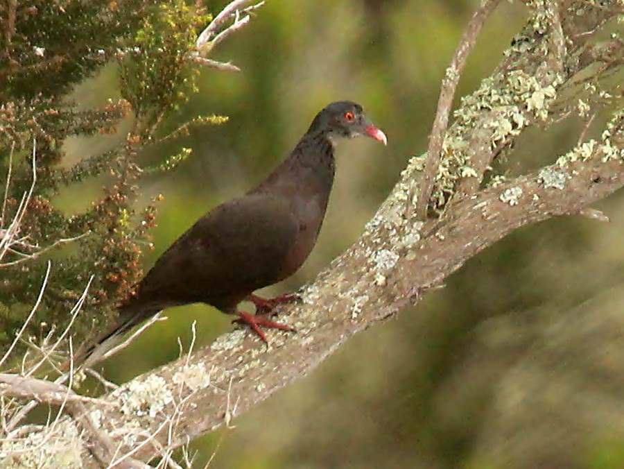 Laurel Pigeon - eBird