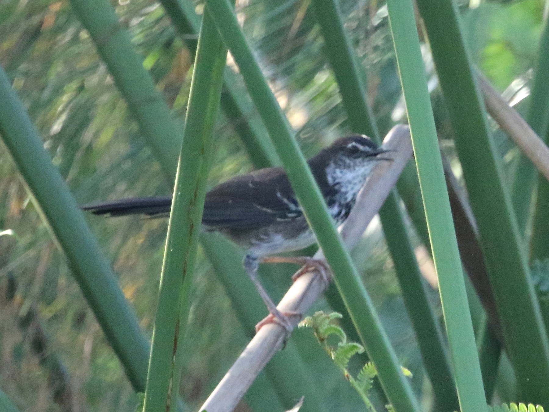White-winged Swamp Warbler - eBird