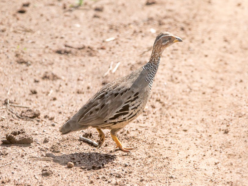 Ring-necked Francolin - eBird
