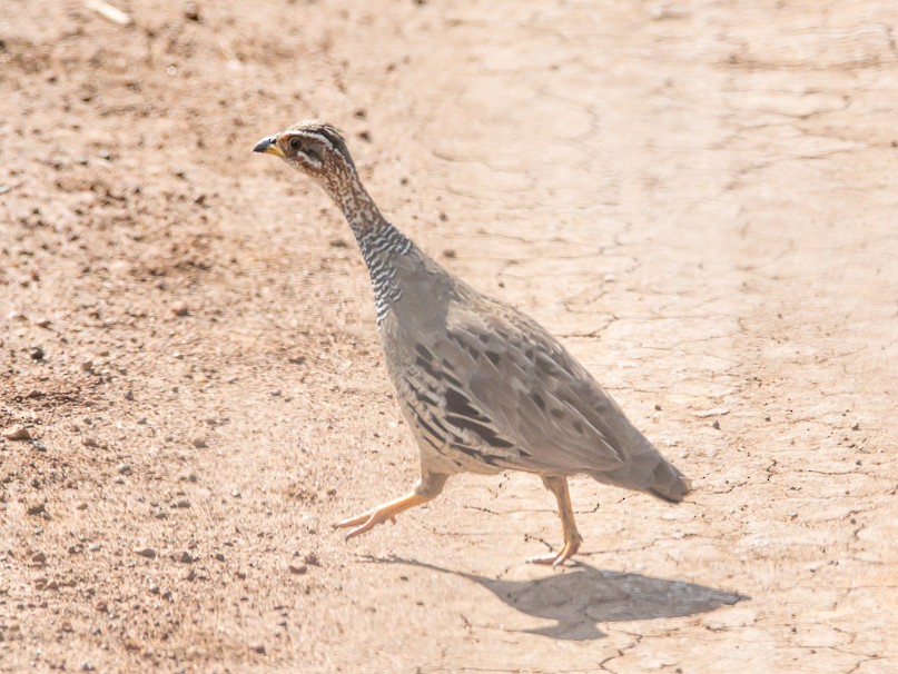 Ring-necked Francolin - eBird