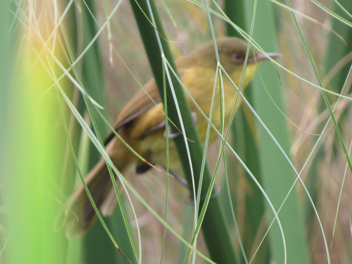 Papyrus Yellow-Warbler - eBird
