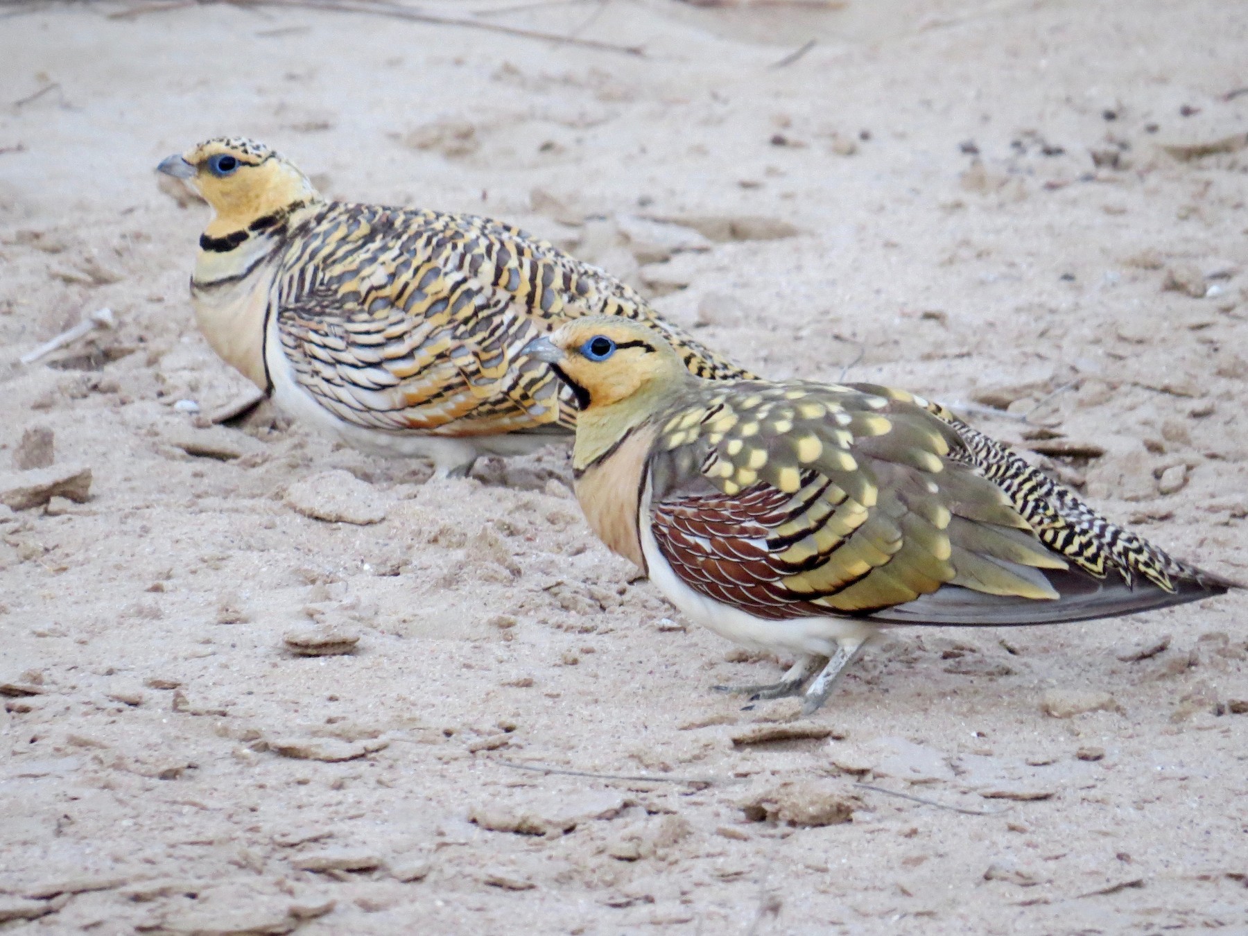 Pin-tailed Sandgrouse - eBird