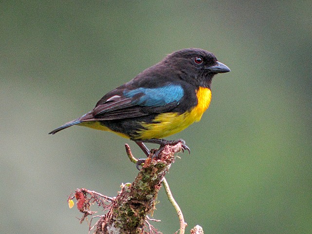 Black-and-gold Tanager - eBird
