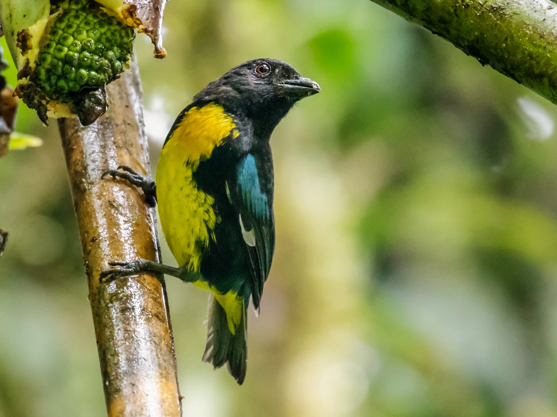 Black-and-gold Tanager - eBird