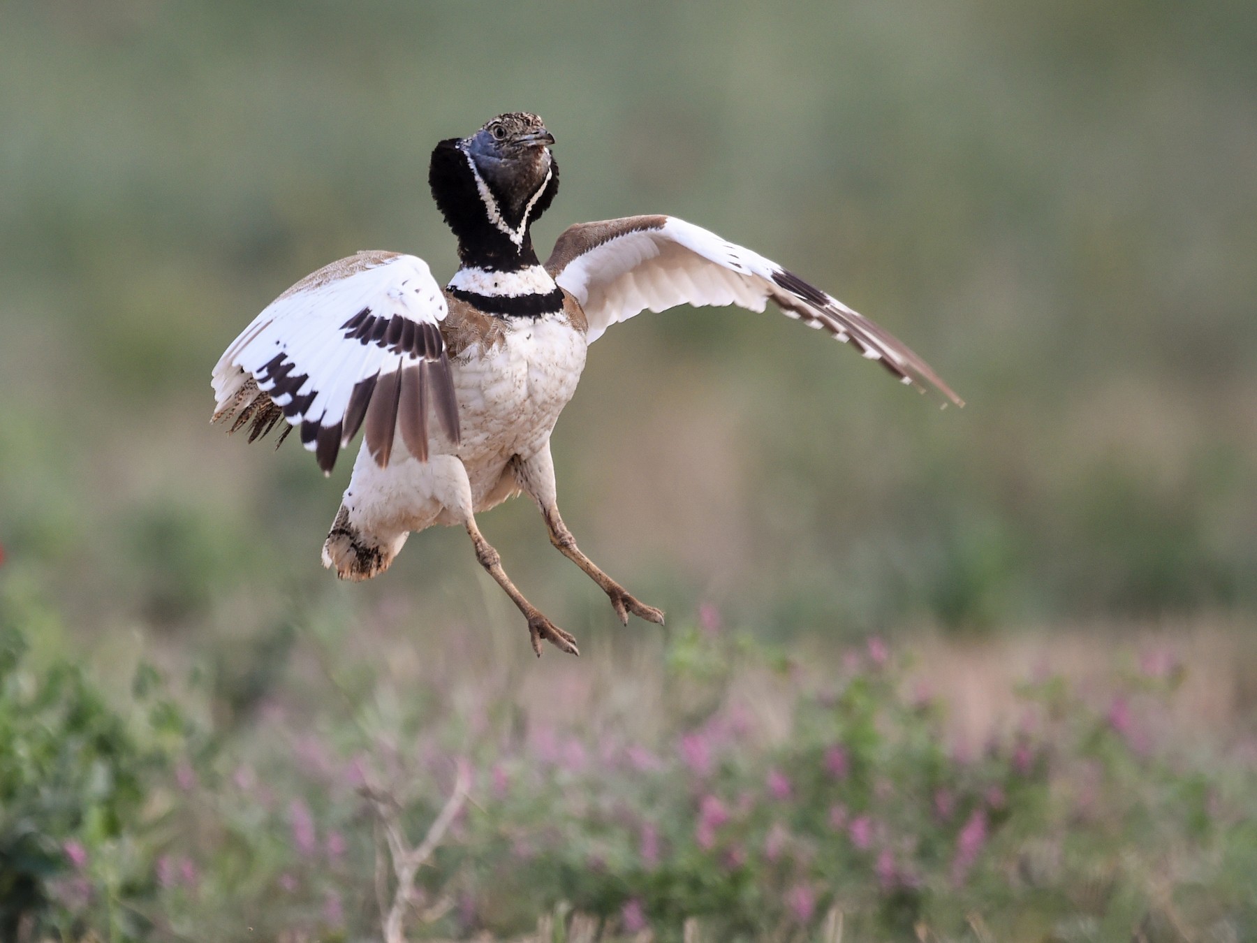 Little Bustard - eBird