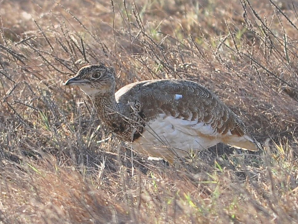 Little Bustard - eBird
