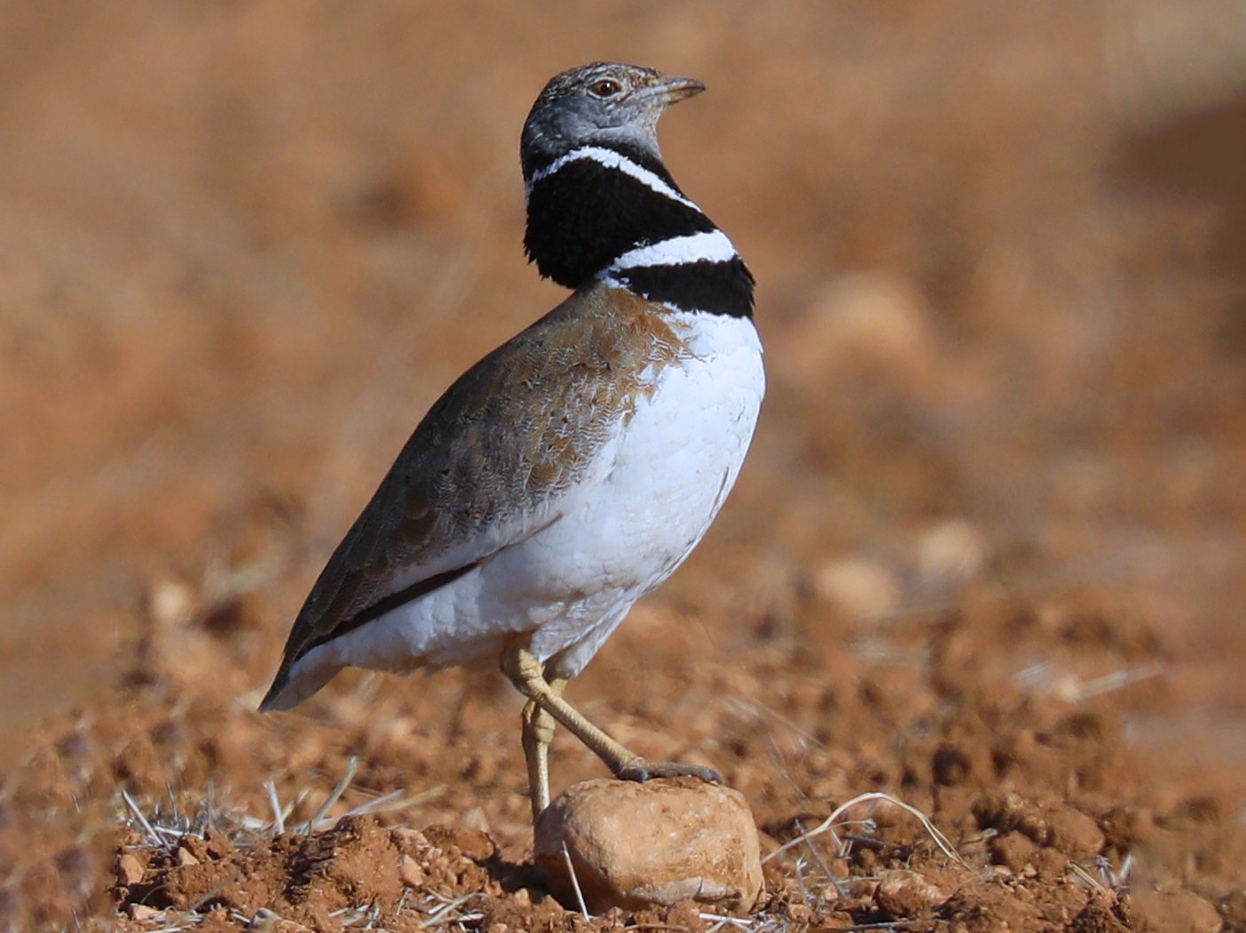 Little Bustard - eBird