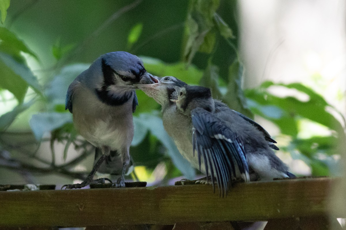March Town Hall - March 8 @ 7 pm - New York Breeding Bird Atlas