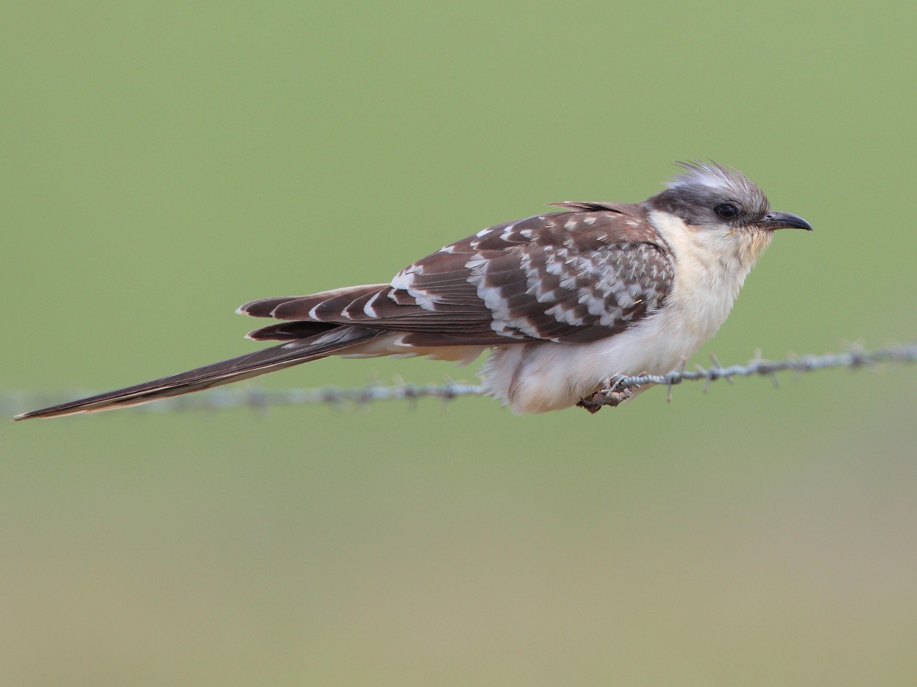 Great Spotted Cuckoo - eBird