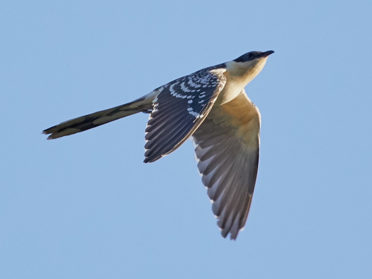 Great Spotted Cuckoo - eBird