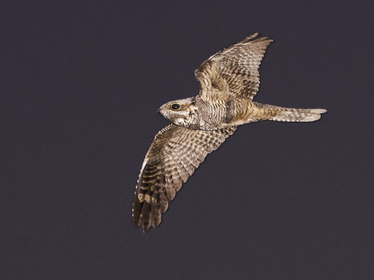 Eurasian Nightjar - eBird