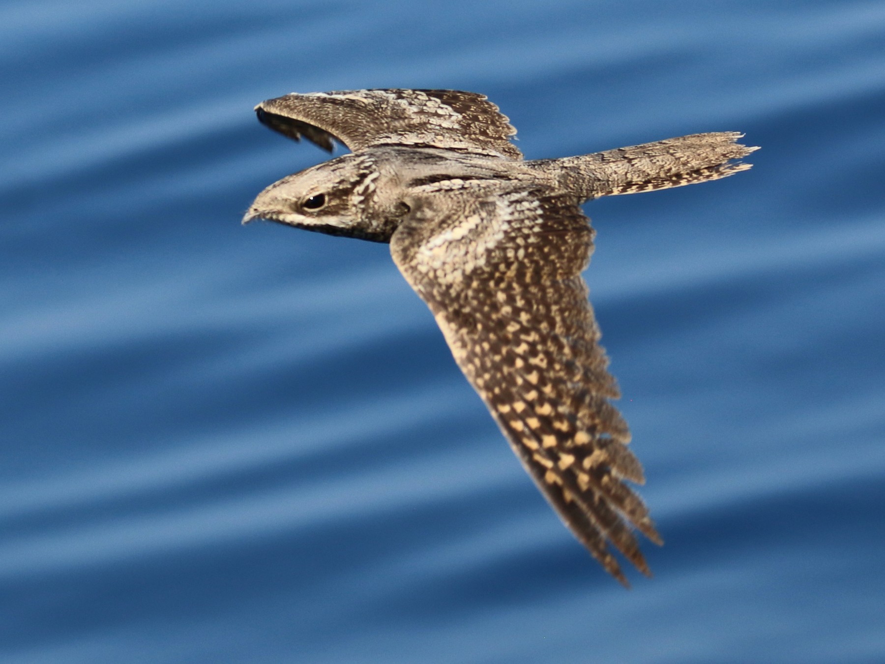 Eurasian Nightjar - eBird