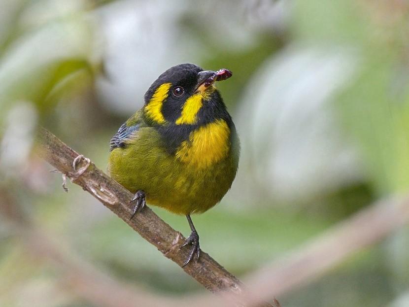 Gold-ringed Tanager - eBird