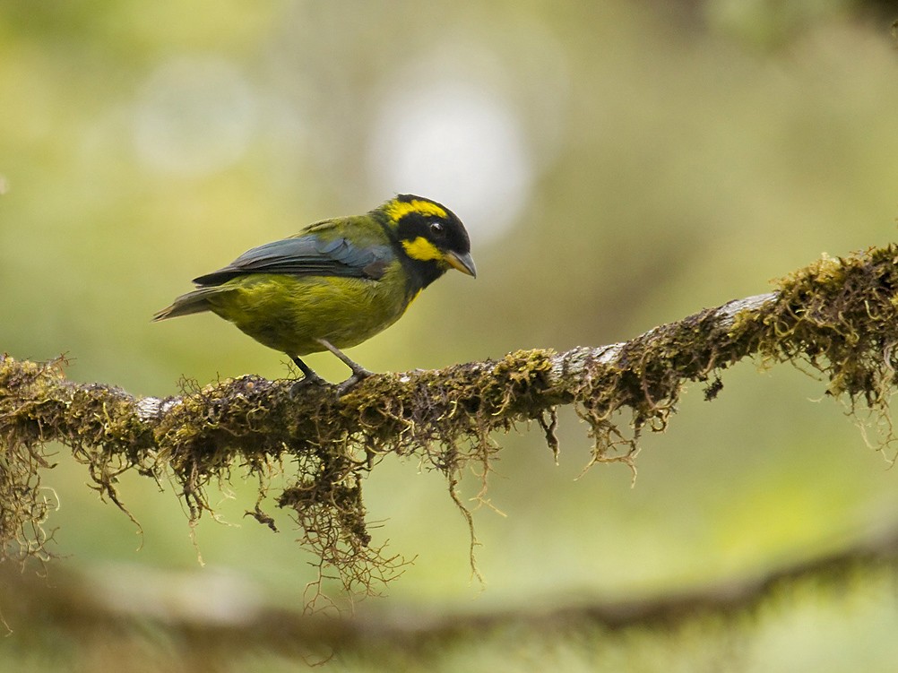 Gold-ringed Tanager - eBird