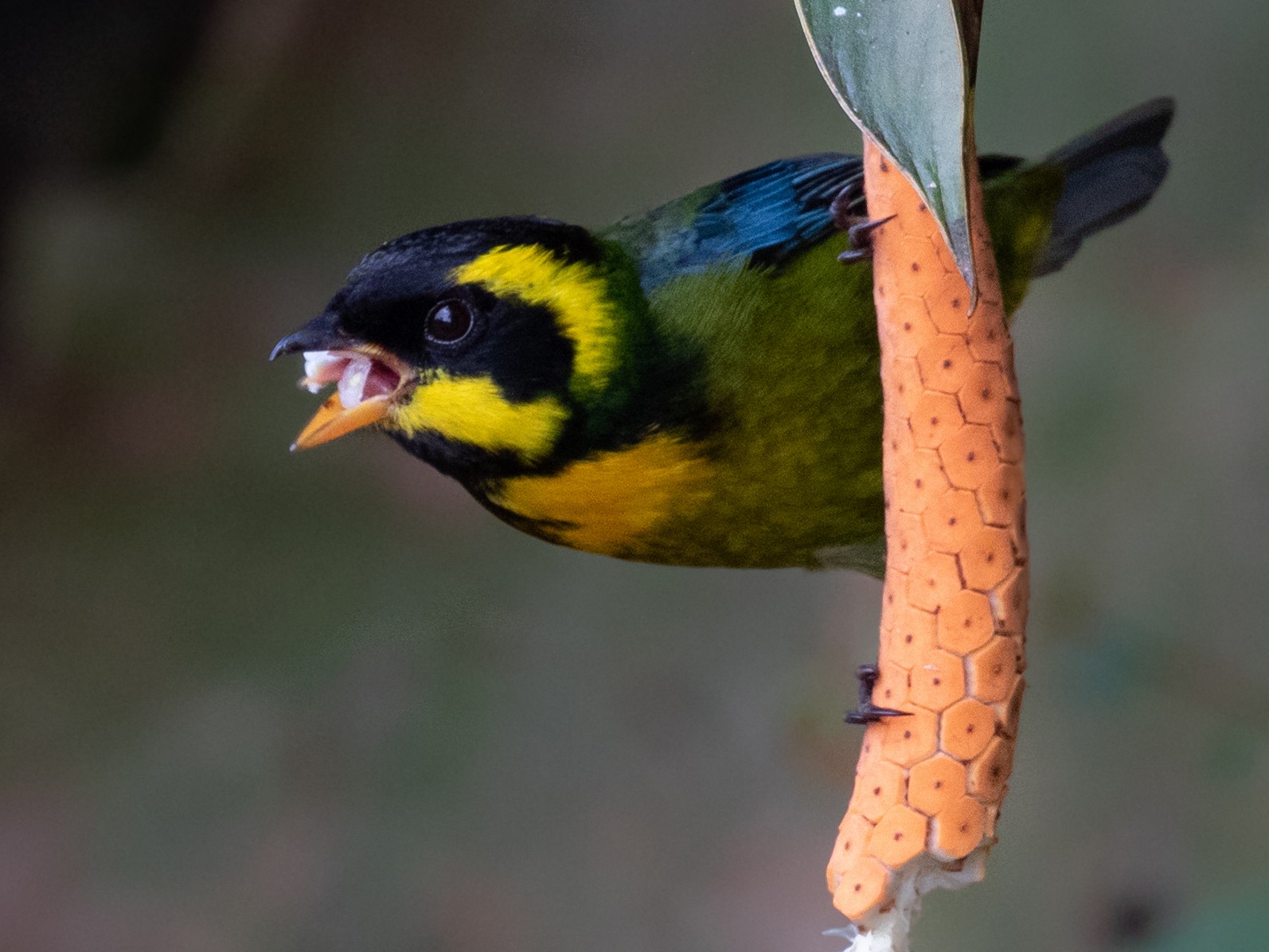 Gold-ringed Tanager - eBird