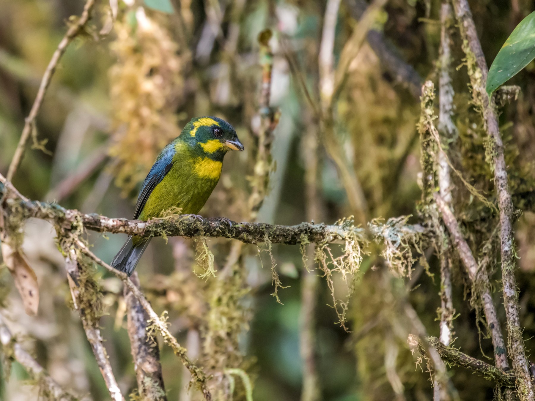 Tangara del Tatamá - eBird