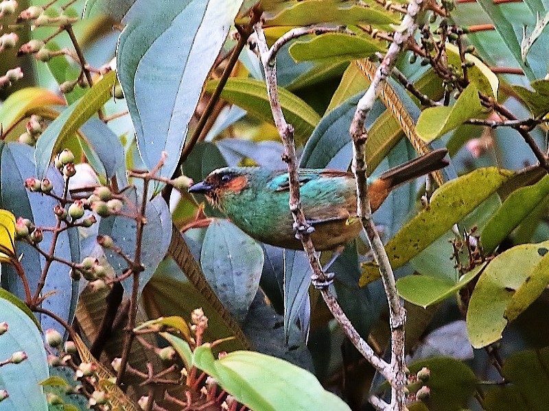 Rufous-cheeked Tanager - eBird