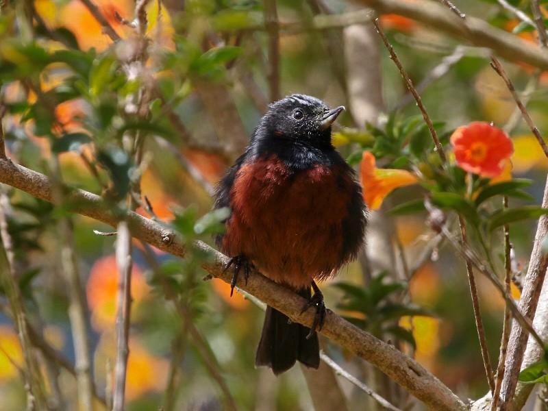 Merida Flowerpiercer - eBird