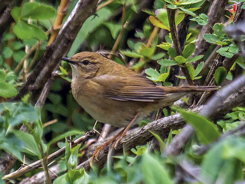 West Himalayan Bush Warbler - eBird