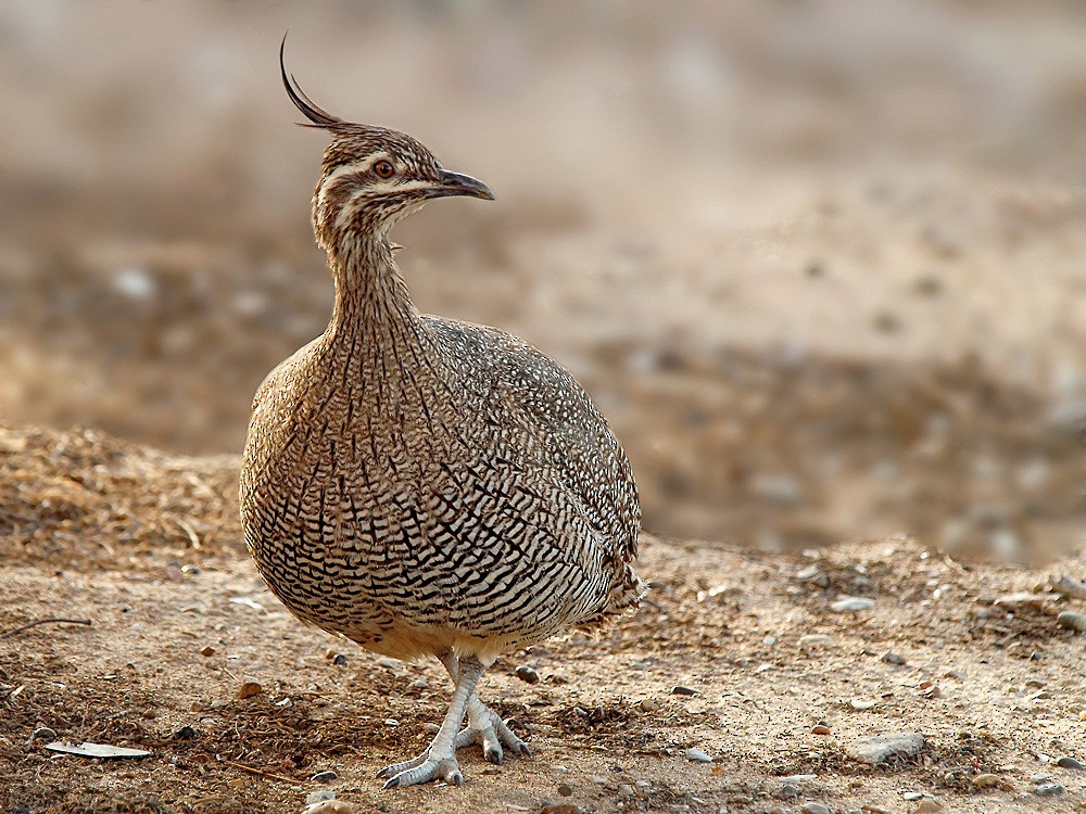 Elegant Crested-Tinamou - eBird