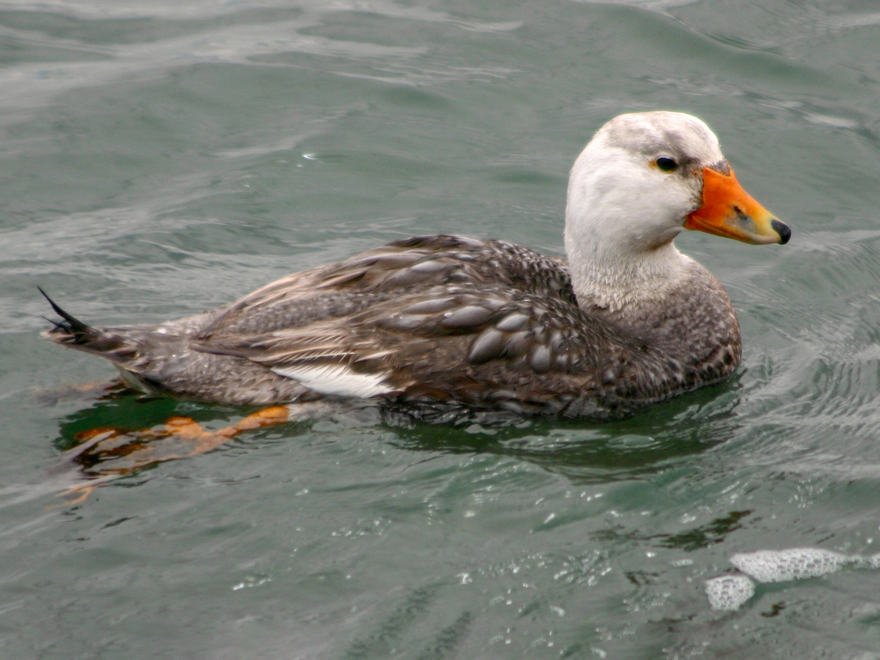 White-headed Steamer-Duck - eBird