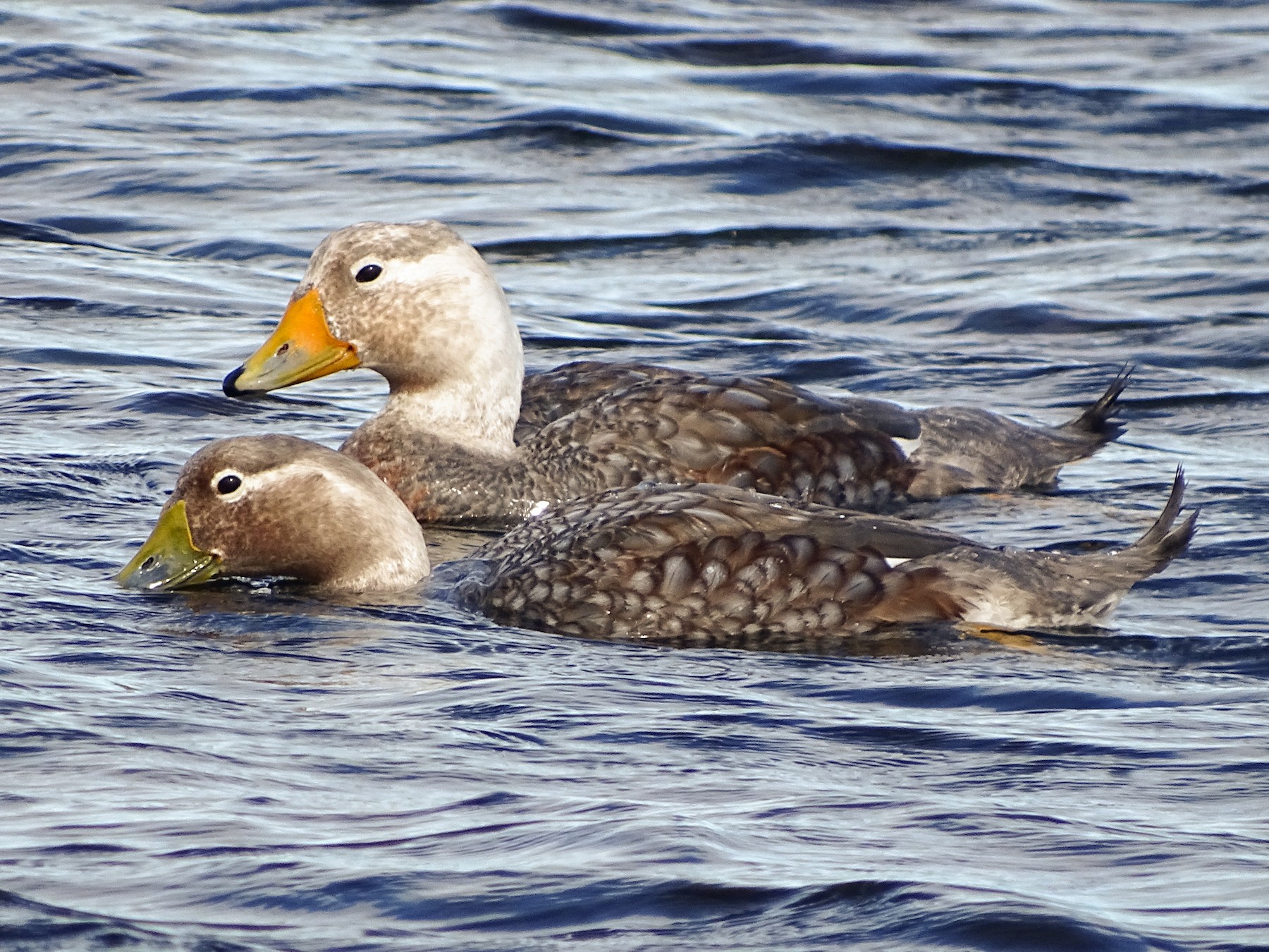 White-headed Steamer-Duck - eBird