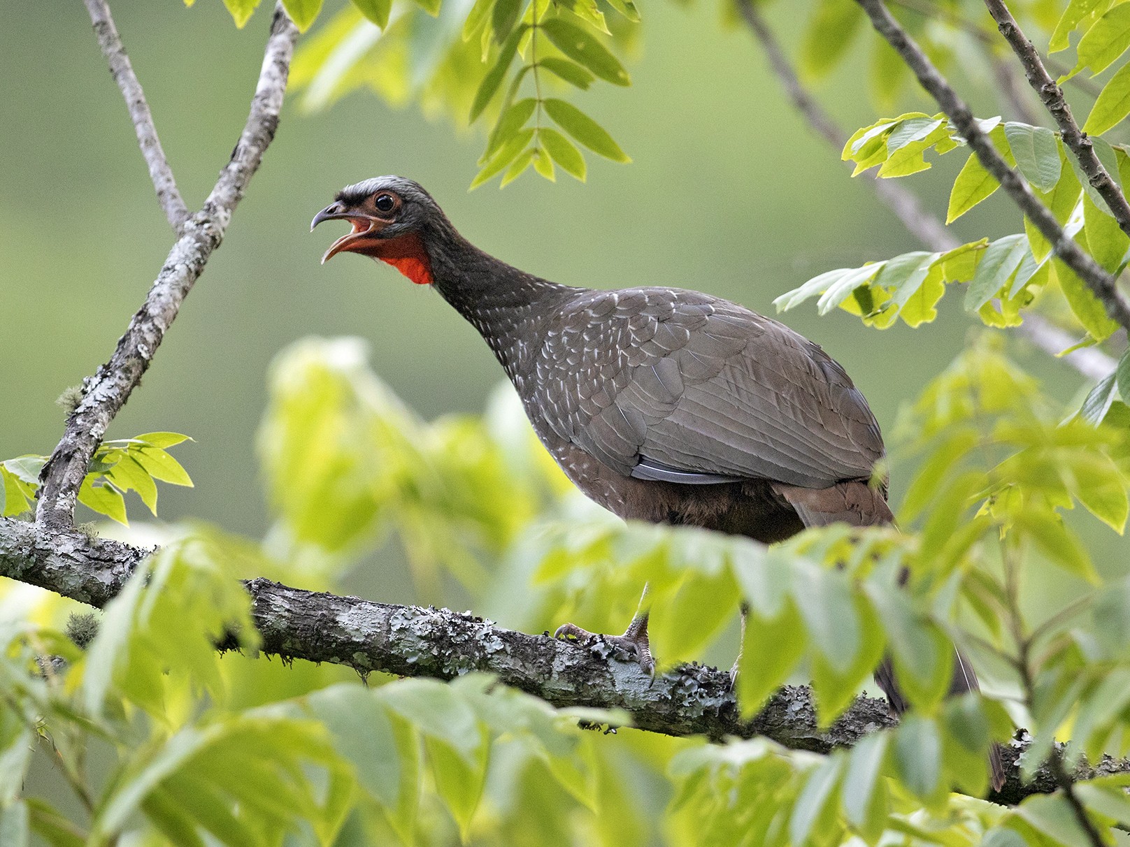 Red-faced Guan - eBird