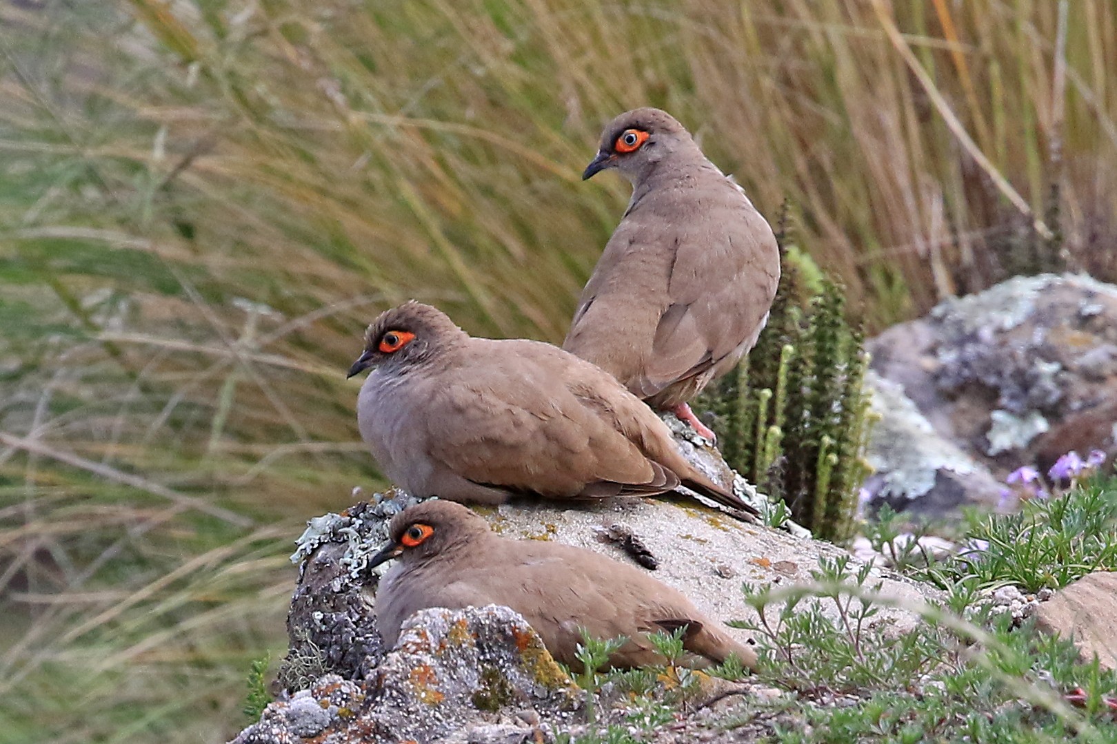 Bare-eyed Ground Dove - eBird