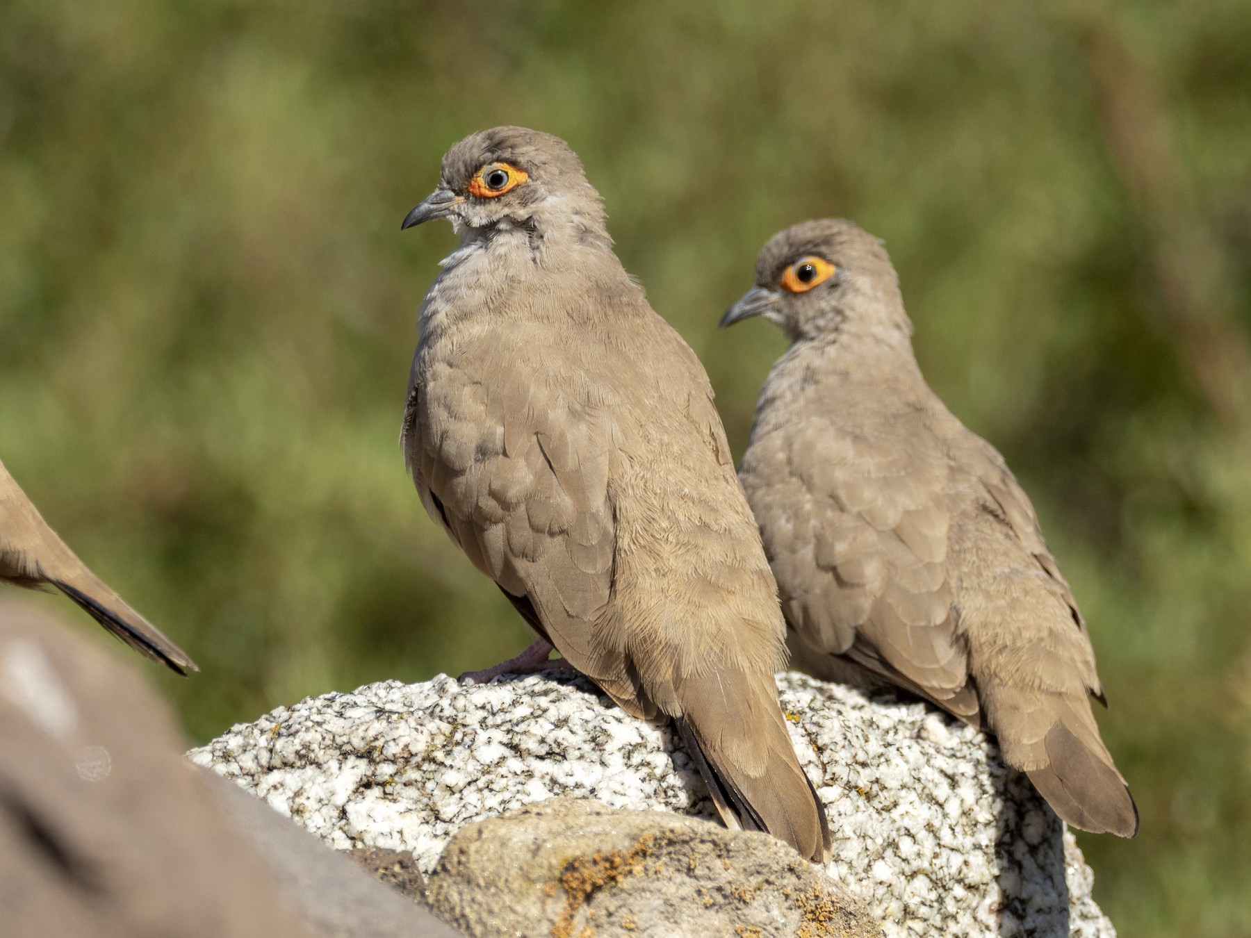 Bare-eyed Ground Dove - eBird