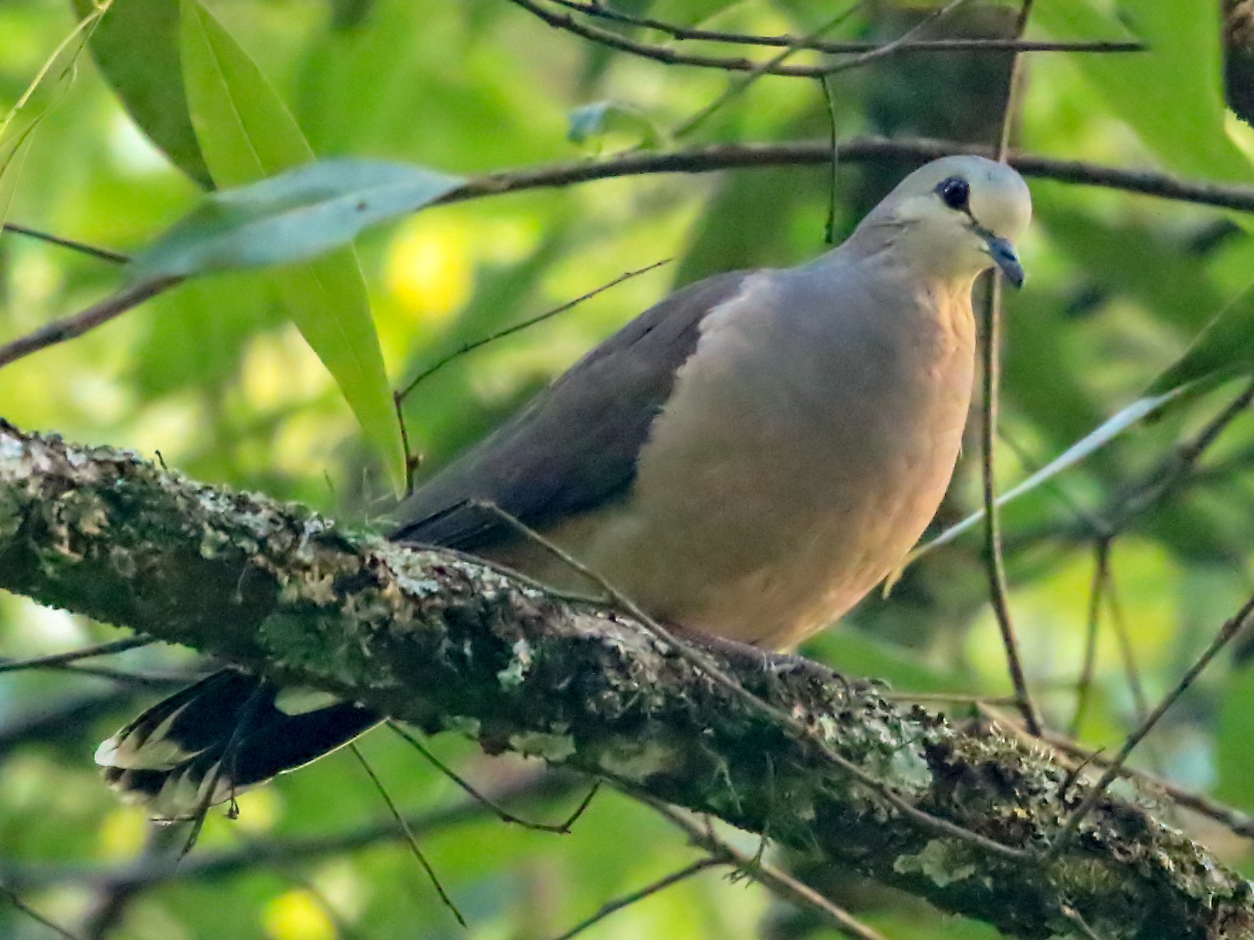 Large-tailed Dove - eBird