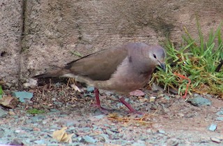 Large-tailed Dove - eBird