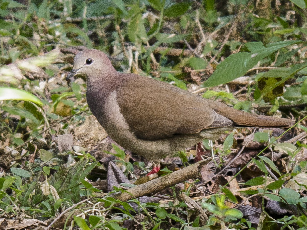 Large-tailed Dove - eBird