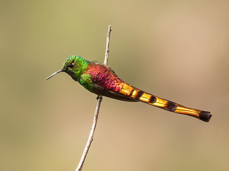 Red-tailed Comet - eBird