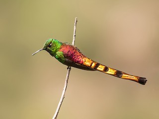 Arbusto De Colibrí De Fuego