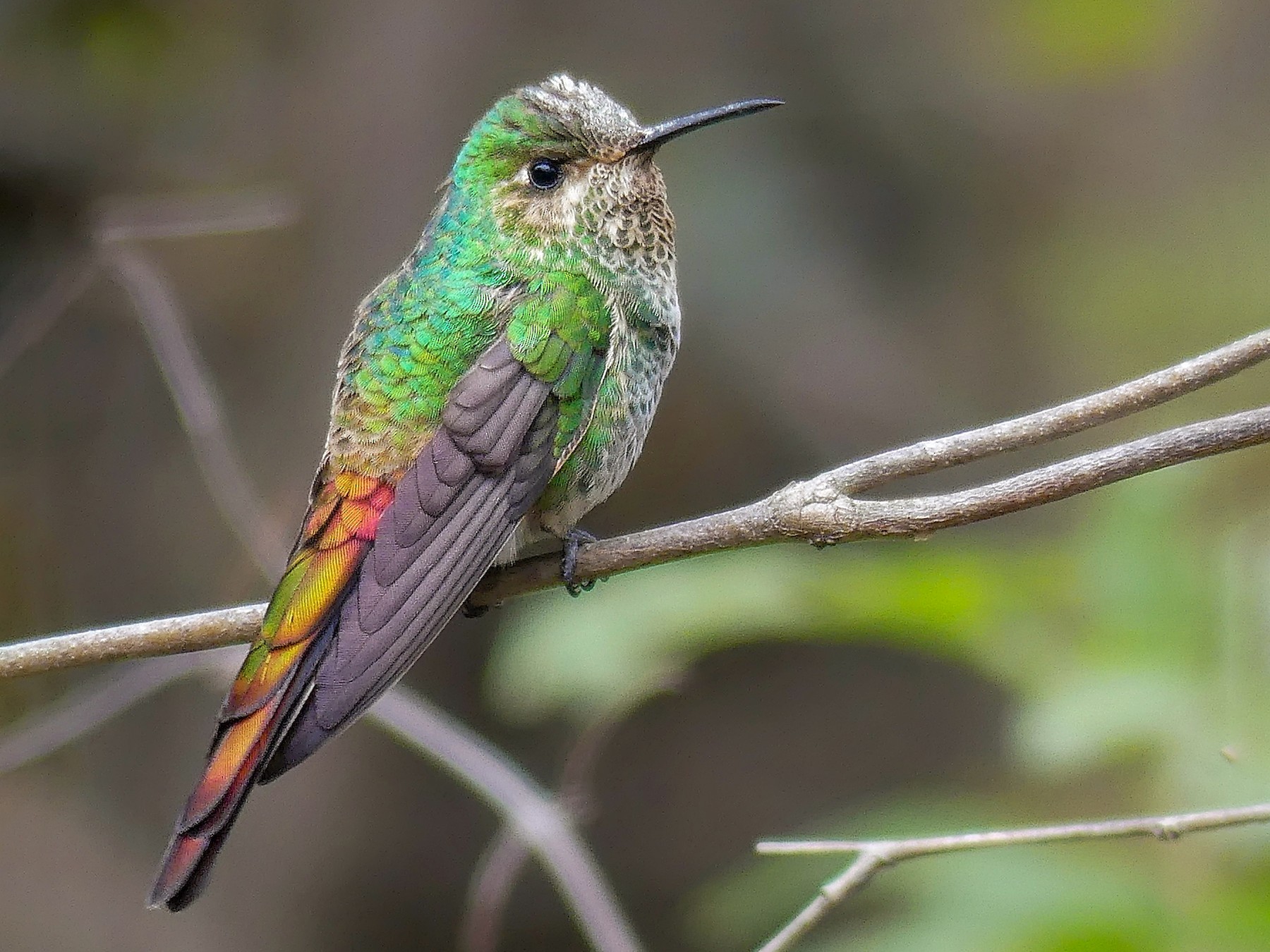 Red-tailed Comet - eBird