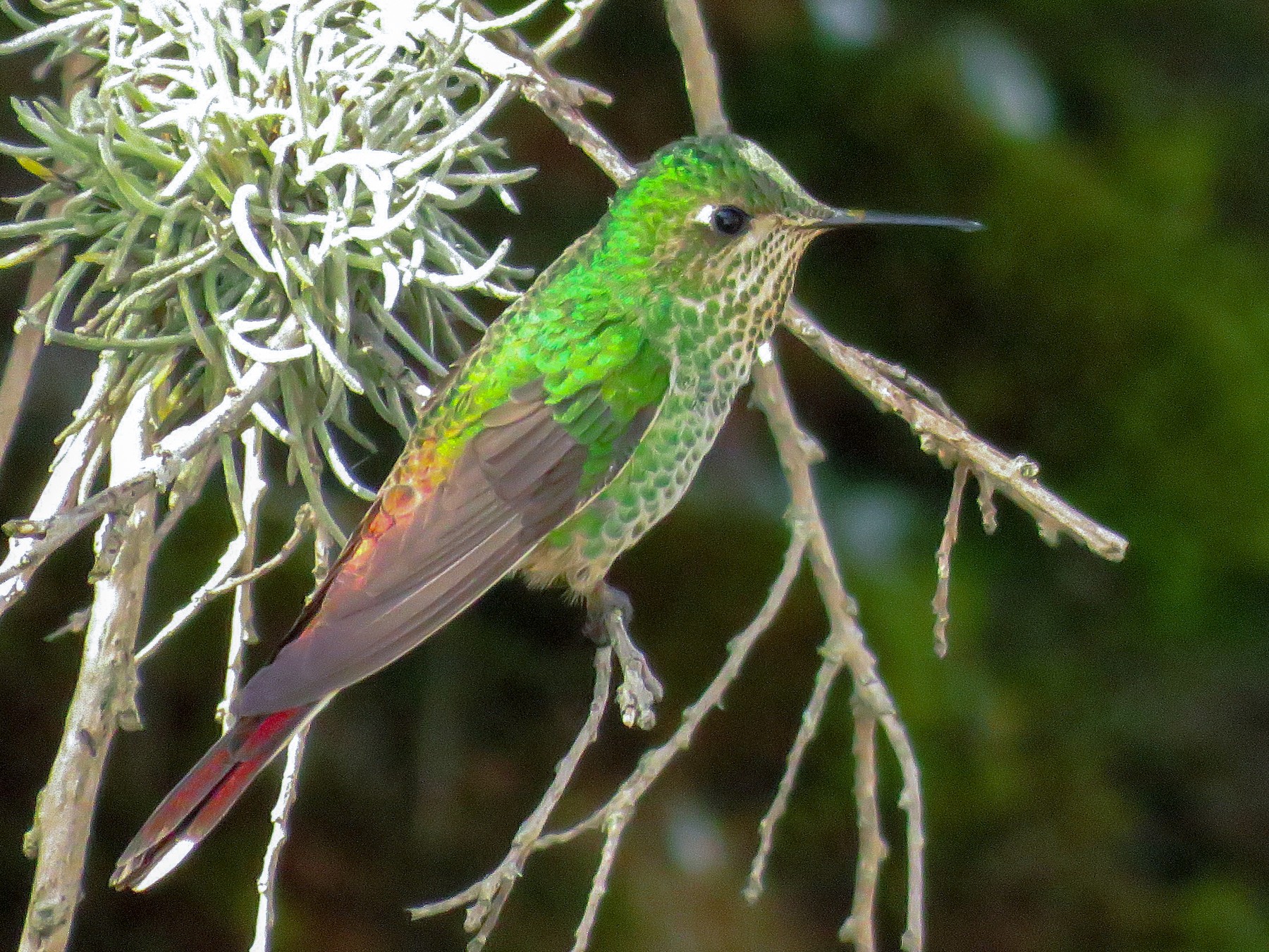 Red-tailed Comet - eBird