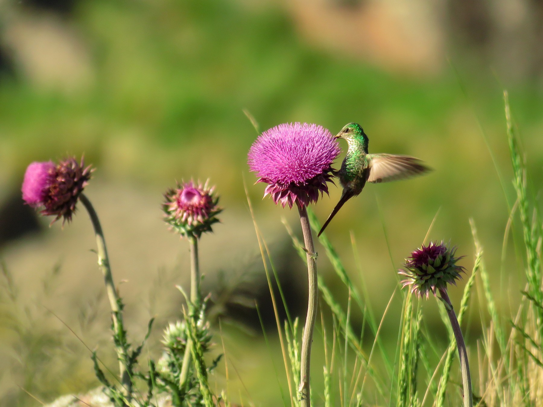Red-tailed Comet - eBird