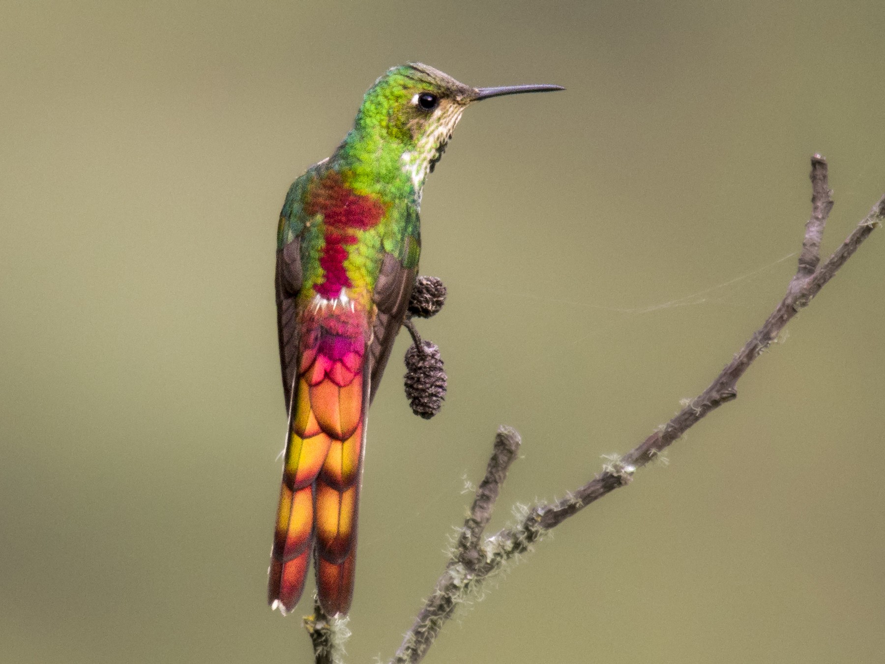 Red-tailed Comet - eBird