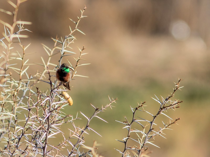 Picaflor Colorado - eBird