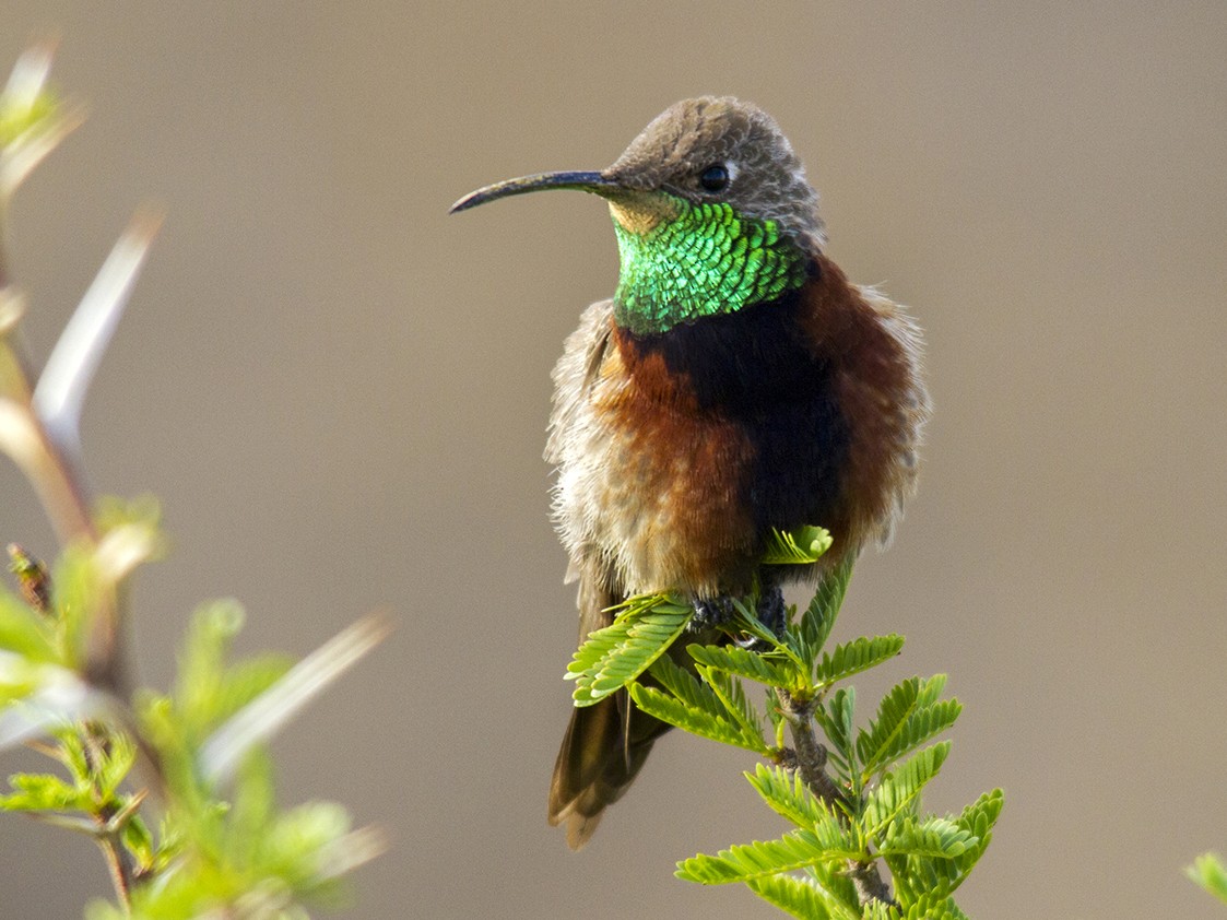 Picaflor Colorado - eBird